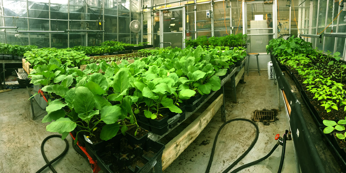 Annual Seedling Sale – Concordia Greenhouse Project